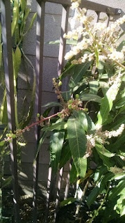 Desert Valley Orchard: Alampur Baneshan Mango