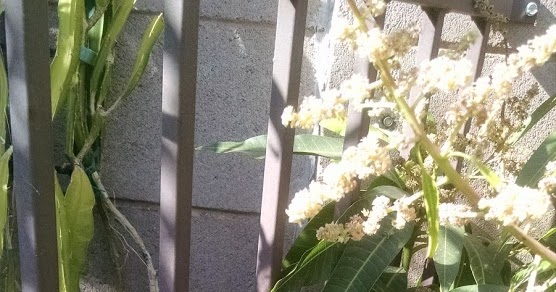 Desert Valley Orchard: Alampur Baneshan Mango