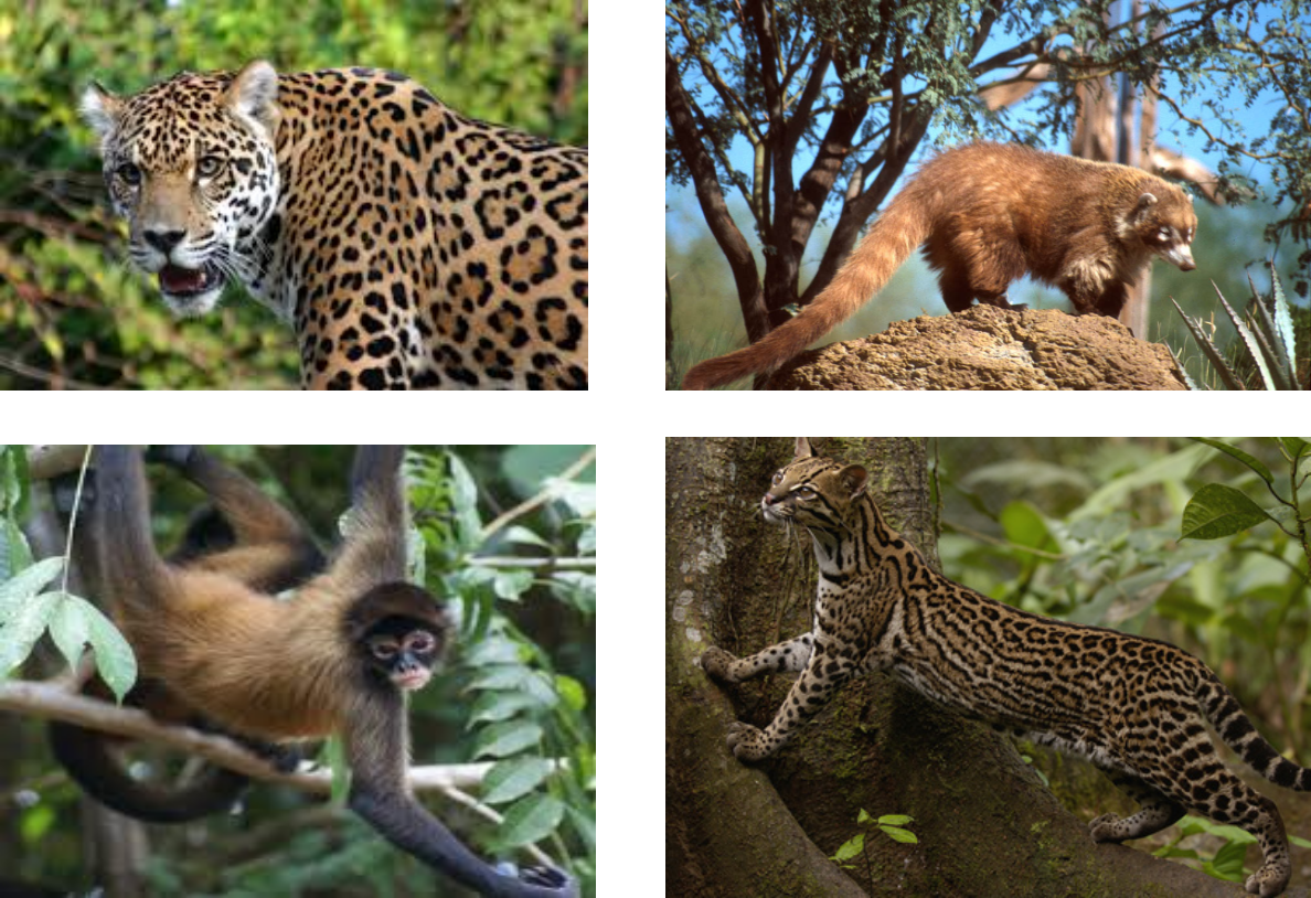 BIODIVERSIDAD DE MEXICO: FACTORES BIOGEOGRAFICOS Y CULTURALES DE ...