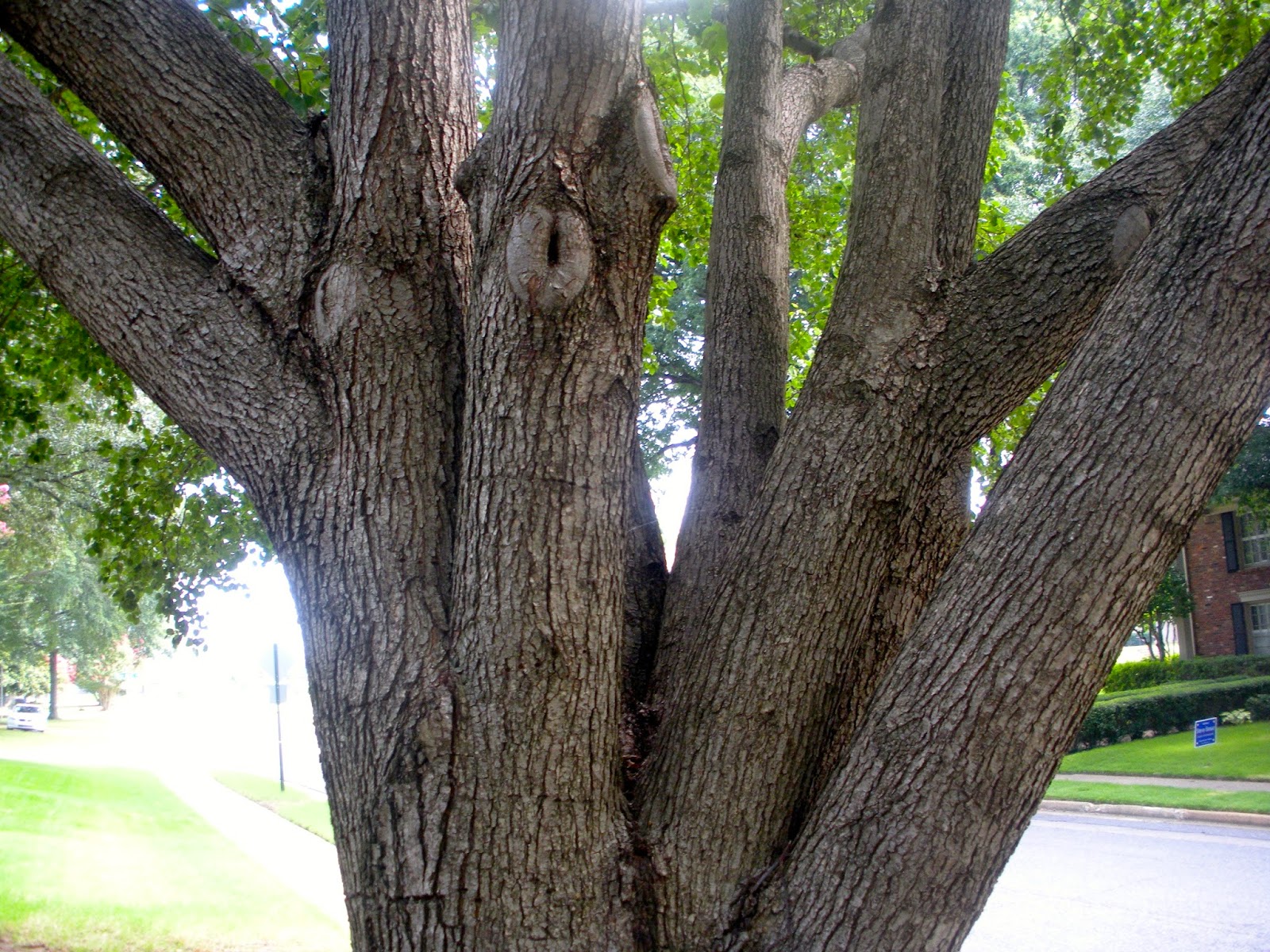 Memphis Trees: Bradford pears at hoary age
