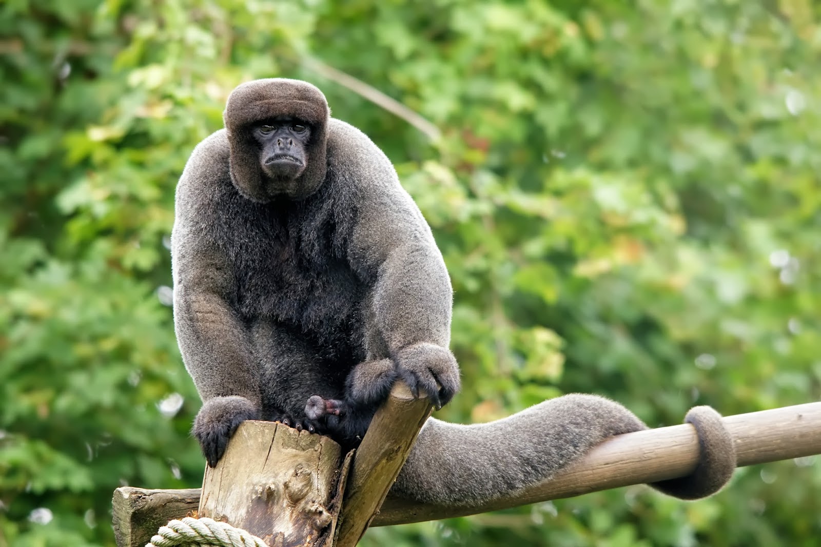 Woolly Monkey | The Animals Biography
