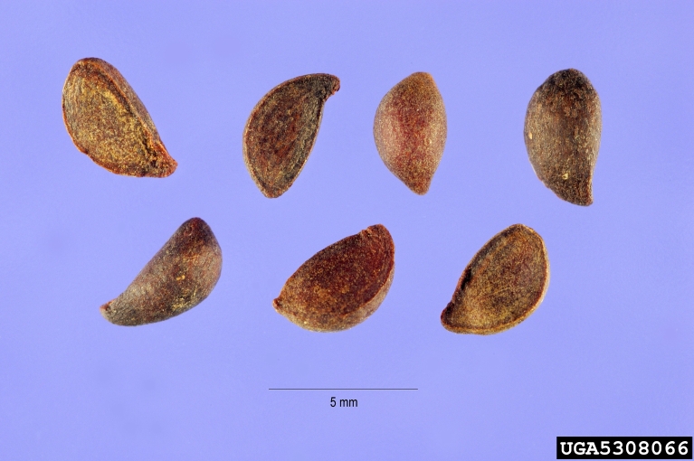 Pyrus Calleryana Fruit