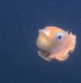 bensozia: Opisthoteuthis Adorabilis