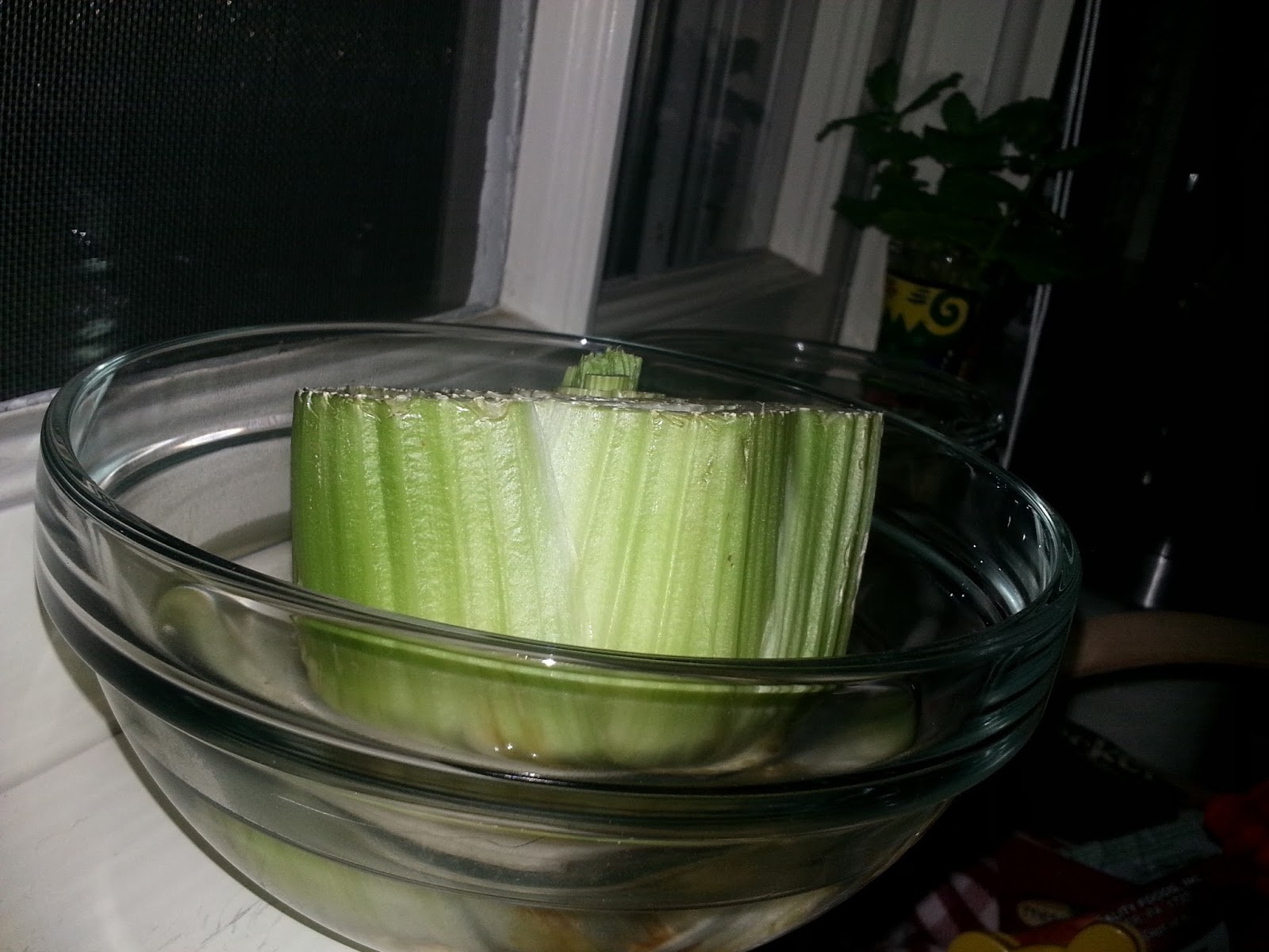 The Not Quite Homestead: The Art of Respawning Celery