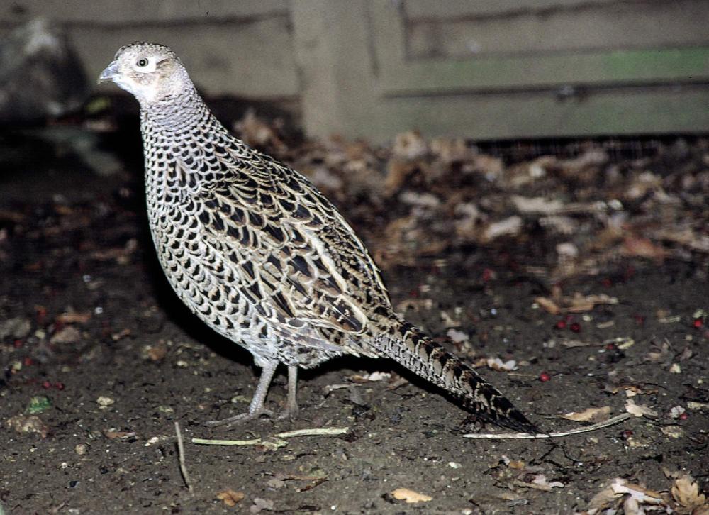 Tierra de pavos, francolines, faisanes y perdices: Faisán verde ...