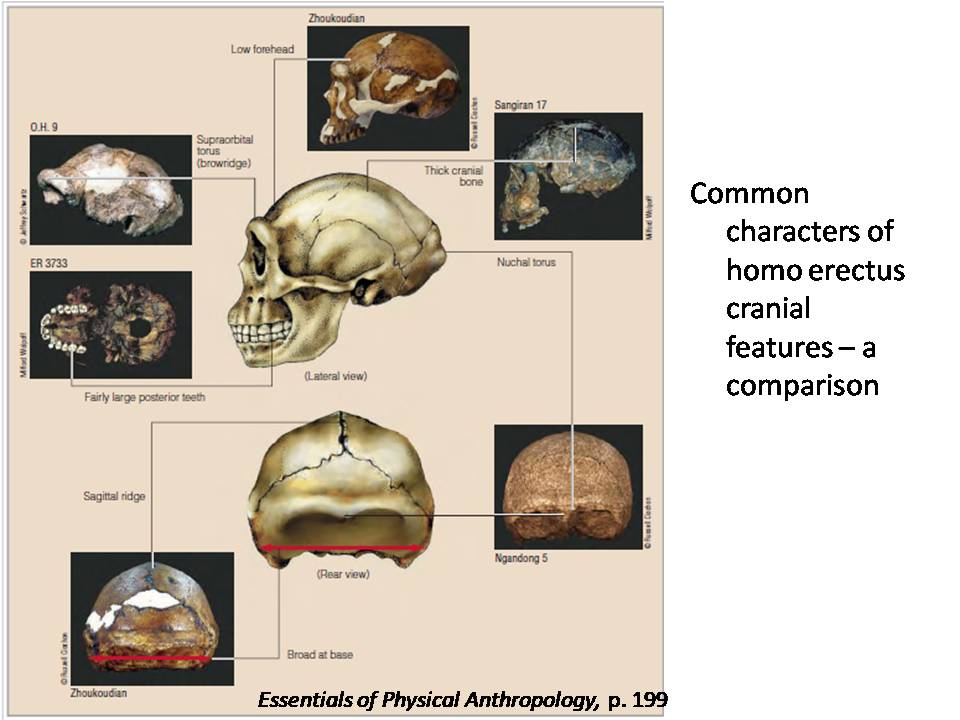 ANTHROPOLOGY FOR BEGINNERS: Homo erectus