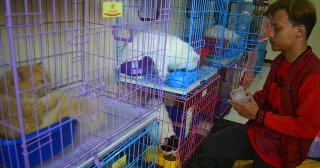 Peluang Usaha Jasa Penitipan Hewan - BisikanBisnis Peluang Usaha Jasa Penitipan Hewan - BisikanBisnis