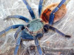 UNAECOLÓGICA: Tarántula azul de Paraguaná