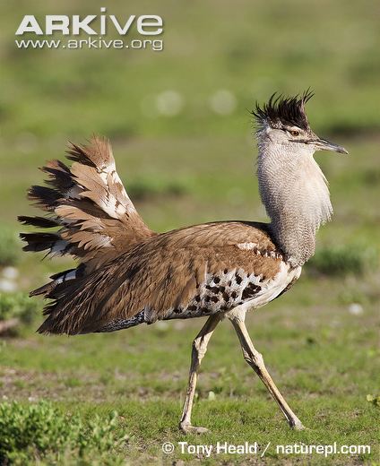 Epic's Interactive Blog: The mighty Big 6 birds of the Kruger - The ...