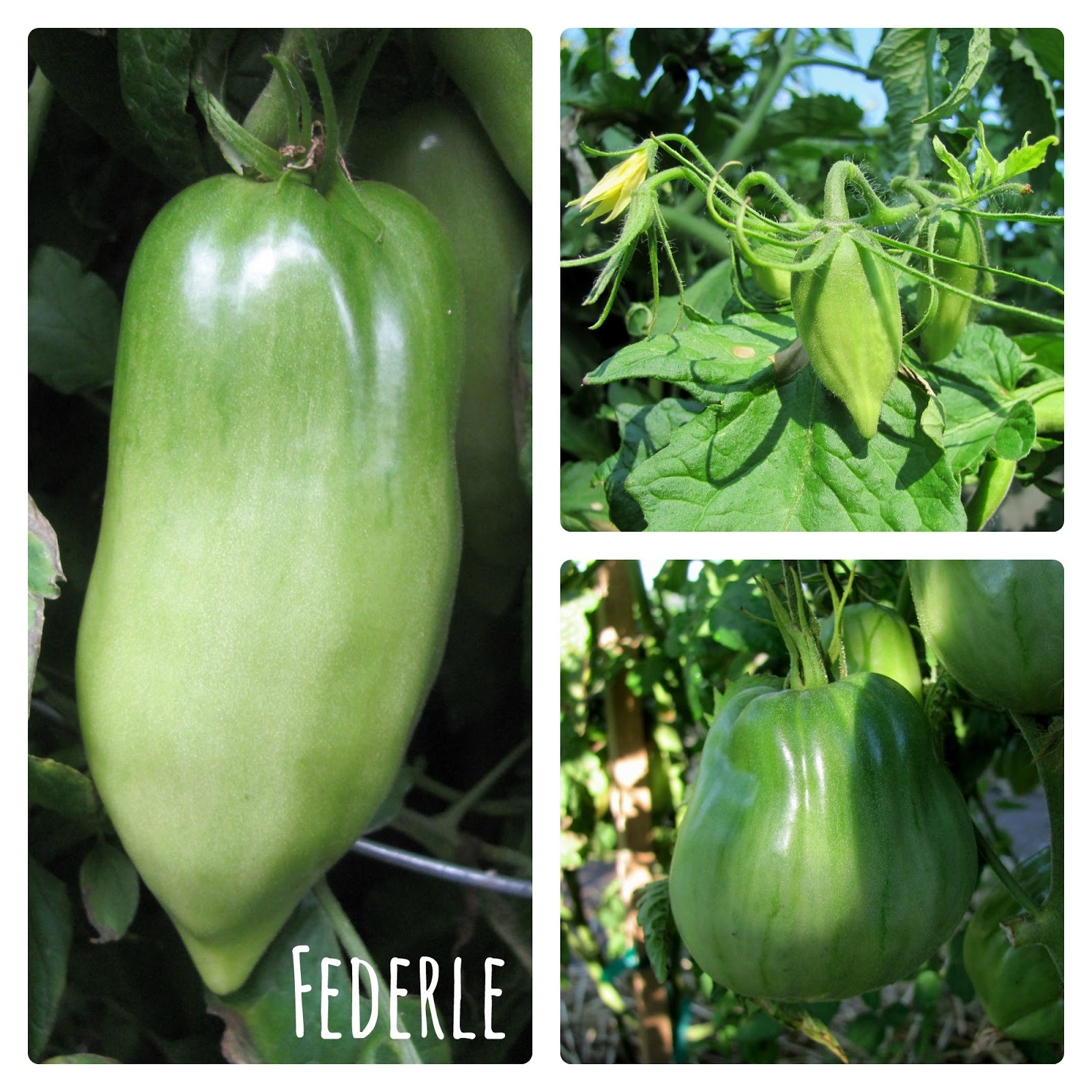 Sweet Domesticity: The Great Heirloom Paste Tomato Search: Mid-Season ...