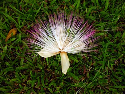 Aun's fotos' corner: The Putat Laut Tree