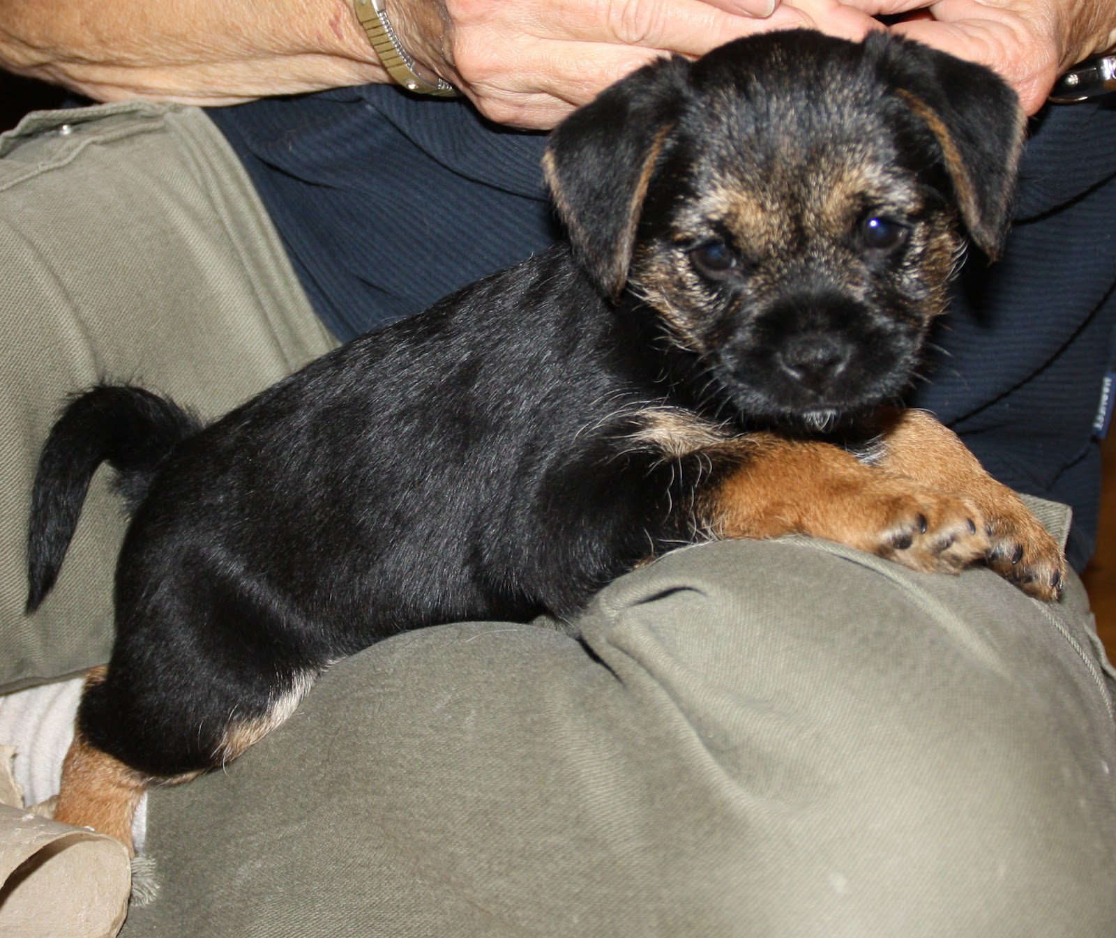 TOJTAS KENNEL: BORDER TERRIER VALPAR 7 VECKOR