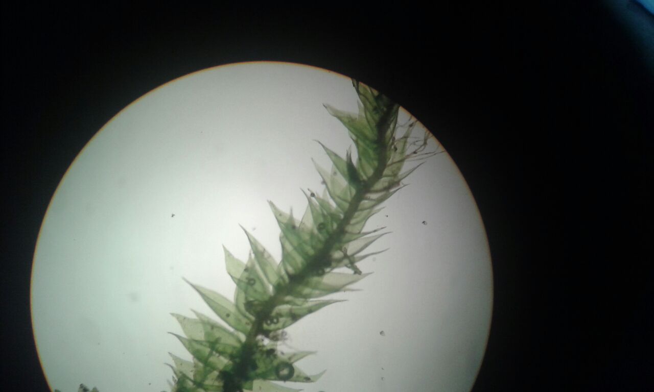 Planeta Com Ciência: Briófitas
