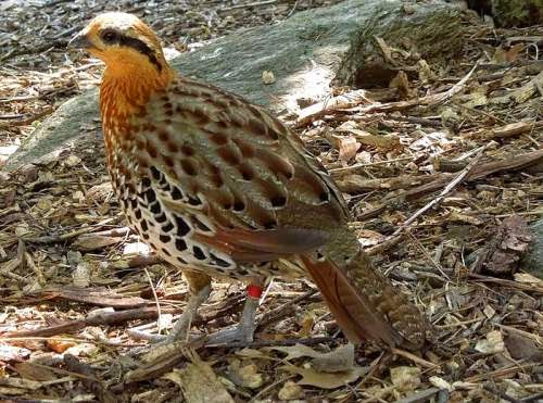 List of Indian Pheasants - Pictures | Birds of India | Bird World