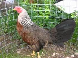 historia del gallo gallino: Historia del gallo gallino
