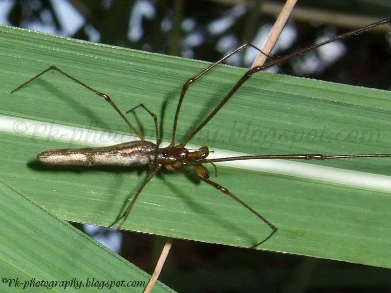 Long Jawed Spiders | Nature, Cultural, and Travel Photography Blog