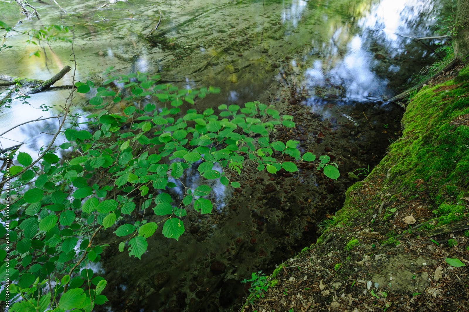 Fotobestiali: La Fagiana, il bosco di pianura del Parco del Ticino