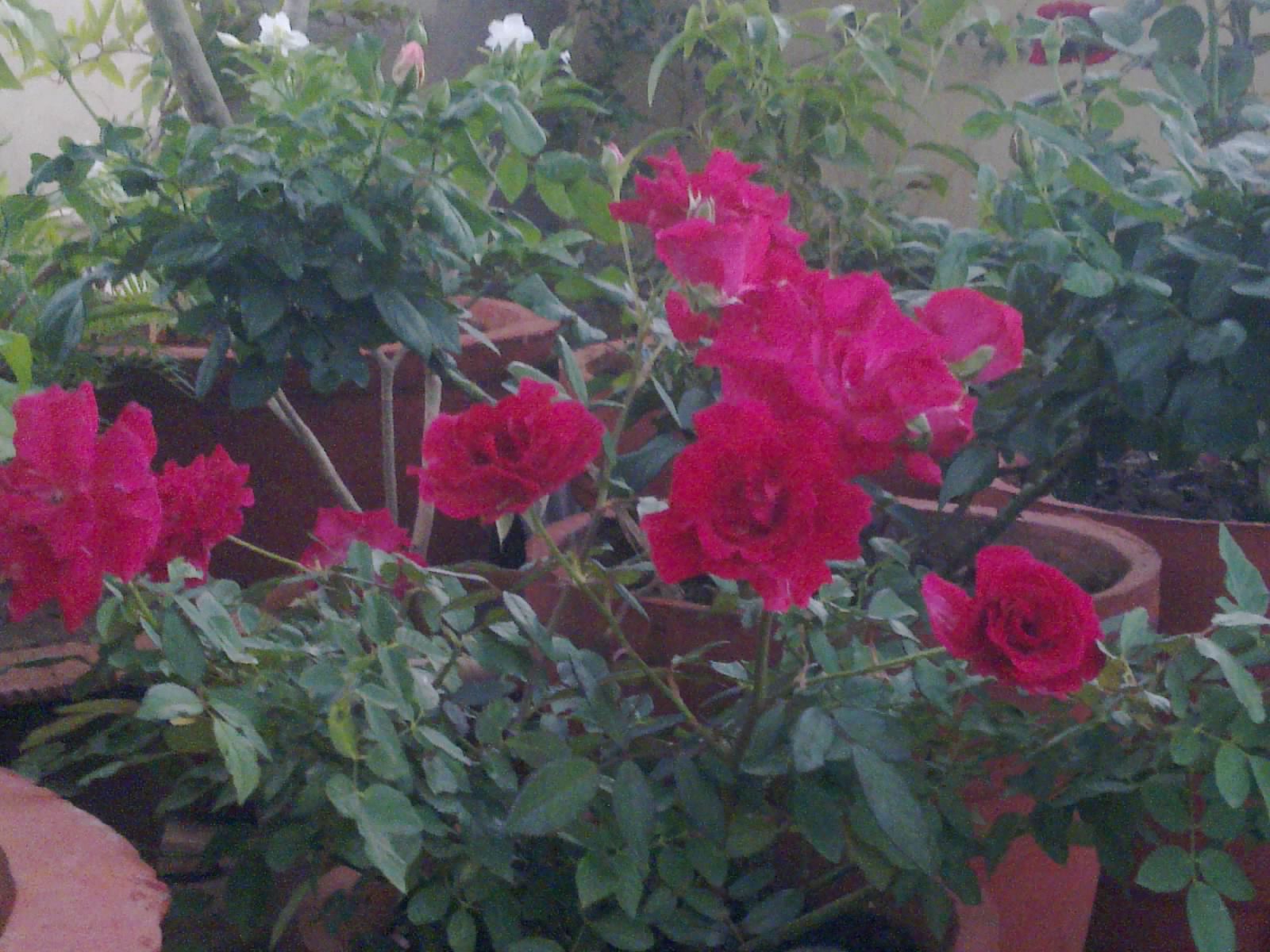 Plants Growing In My Potted Garden.: Growing and Caring for Indian ...