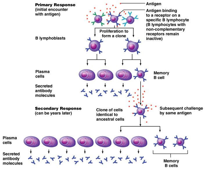# 60 Action of B-lymphocytes | Biology Notes for A level
