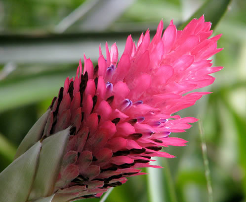 Plant Life: Bromeliaceae