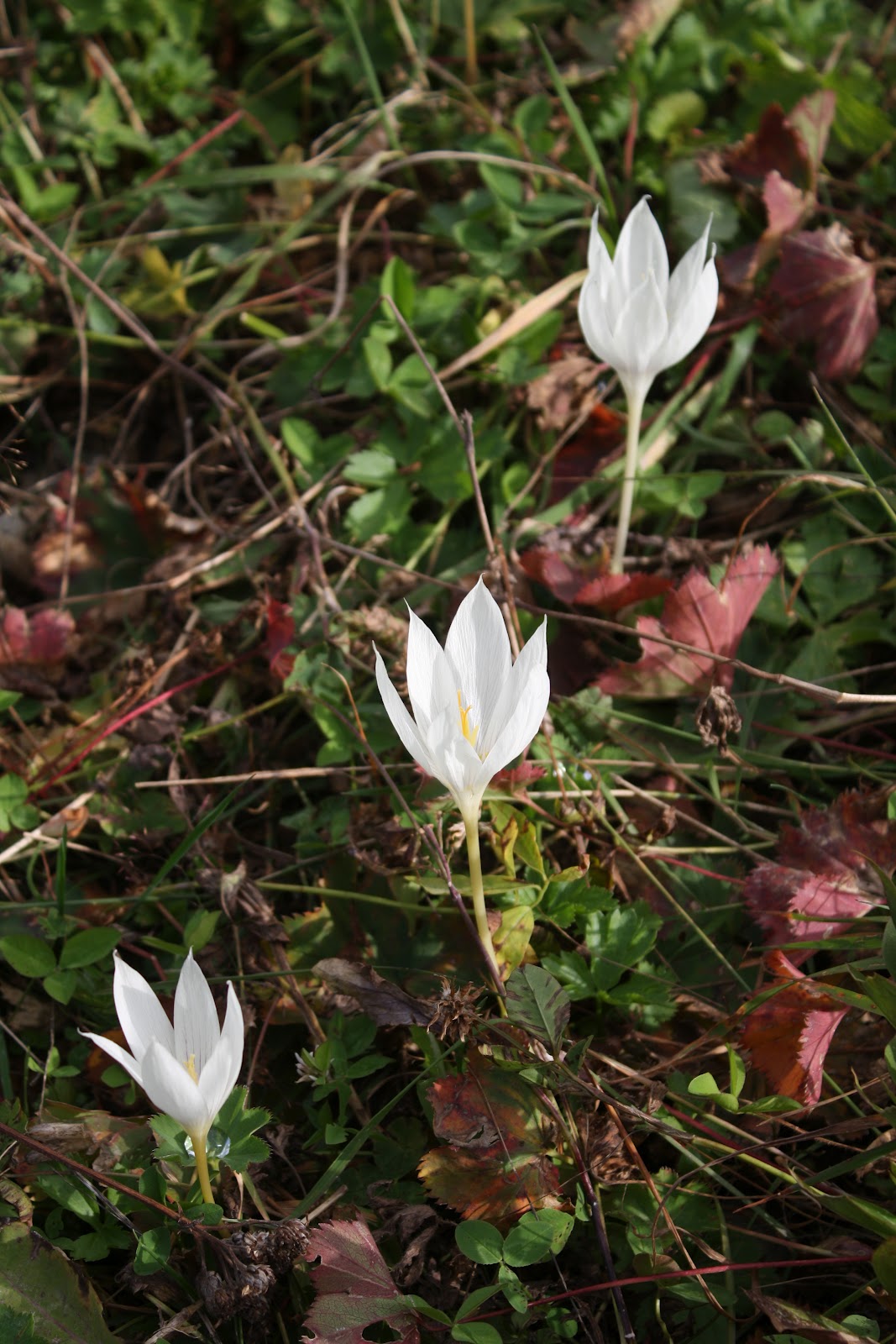 Nature and Science from ALB: Turkey - Kaçkar Mountains 1
