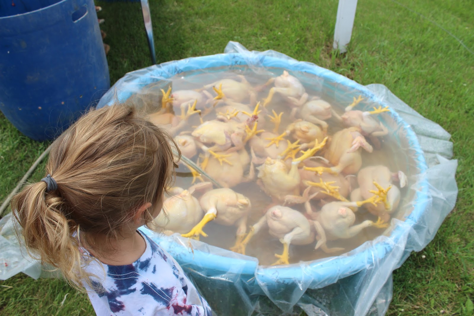 Muschamp's pool party invite for recruits... - Tiger Boards Archive ...