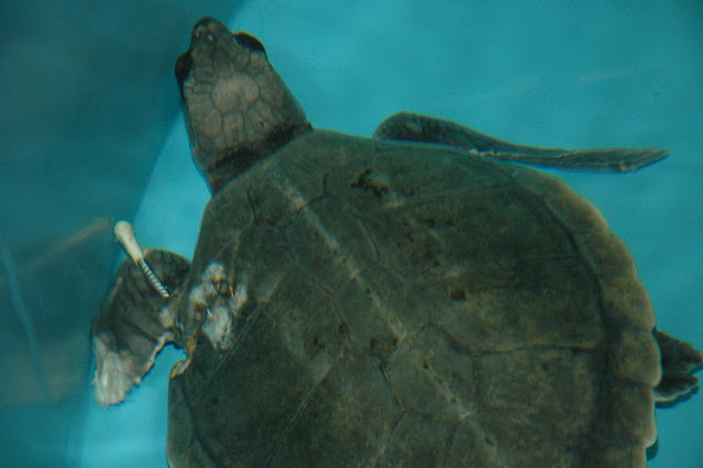 Marine Animal Rescue Team Blog