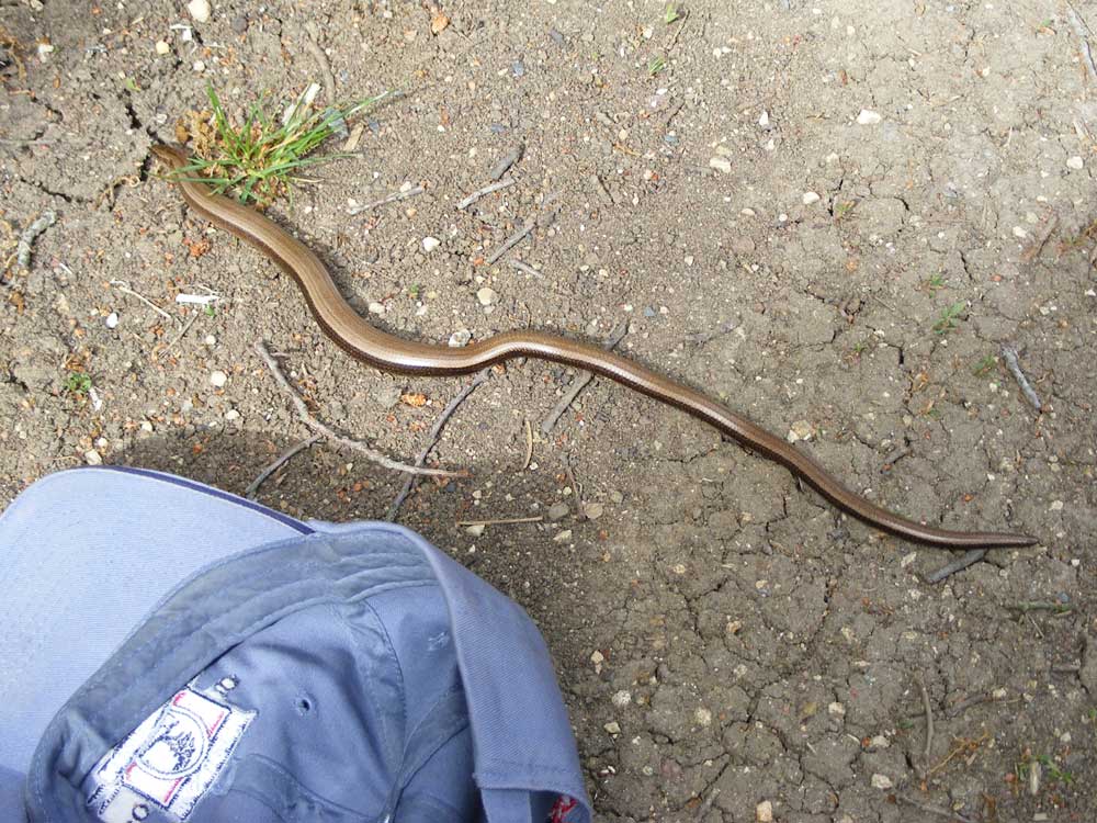 Days on the Claise: Not a Snake