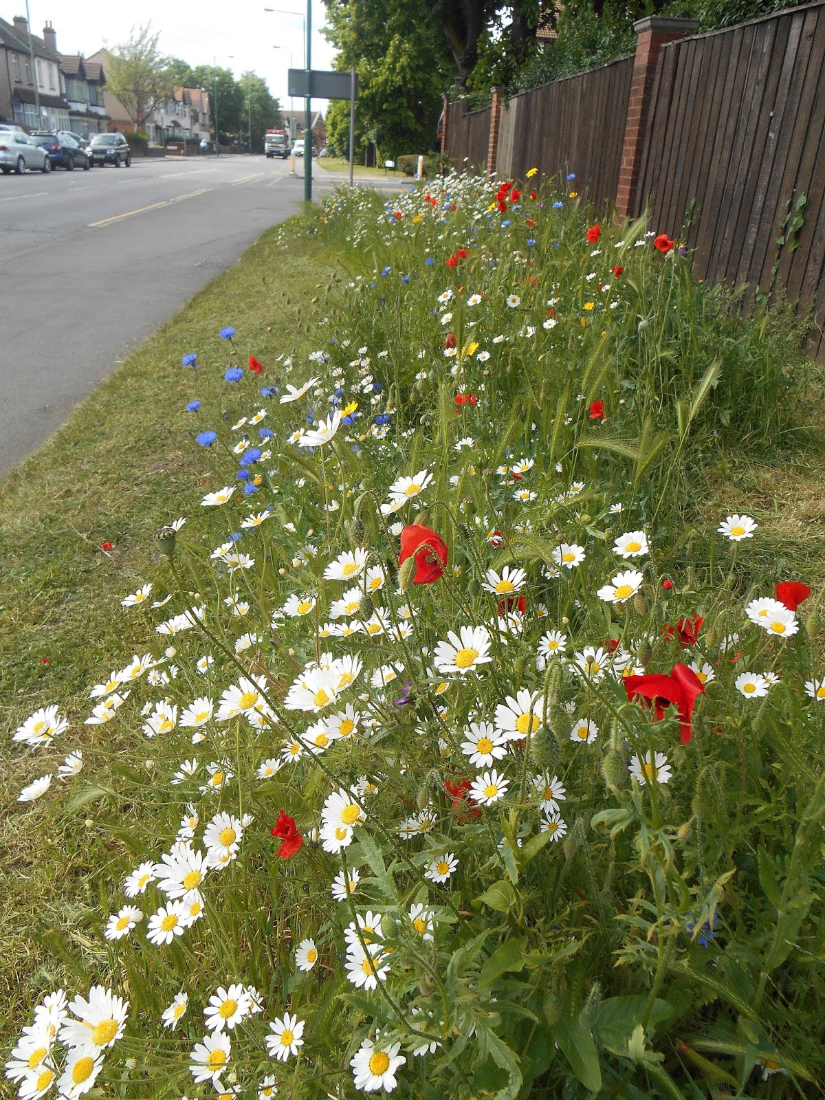 Non-Stop Birding: Hackbridge- before and afters