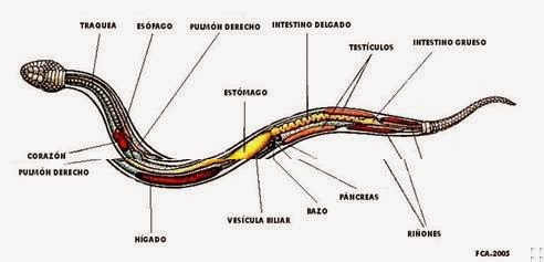 Circulación.: LA CIRCULACIÓN EN ANIMALES