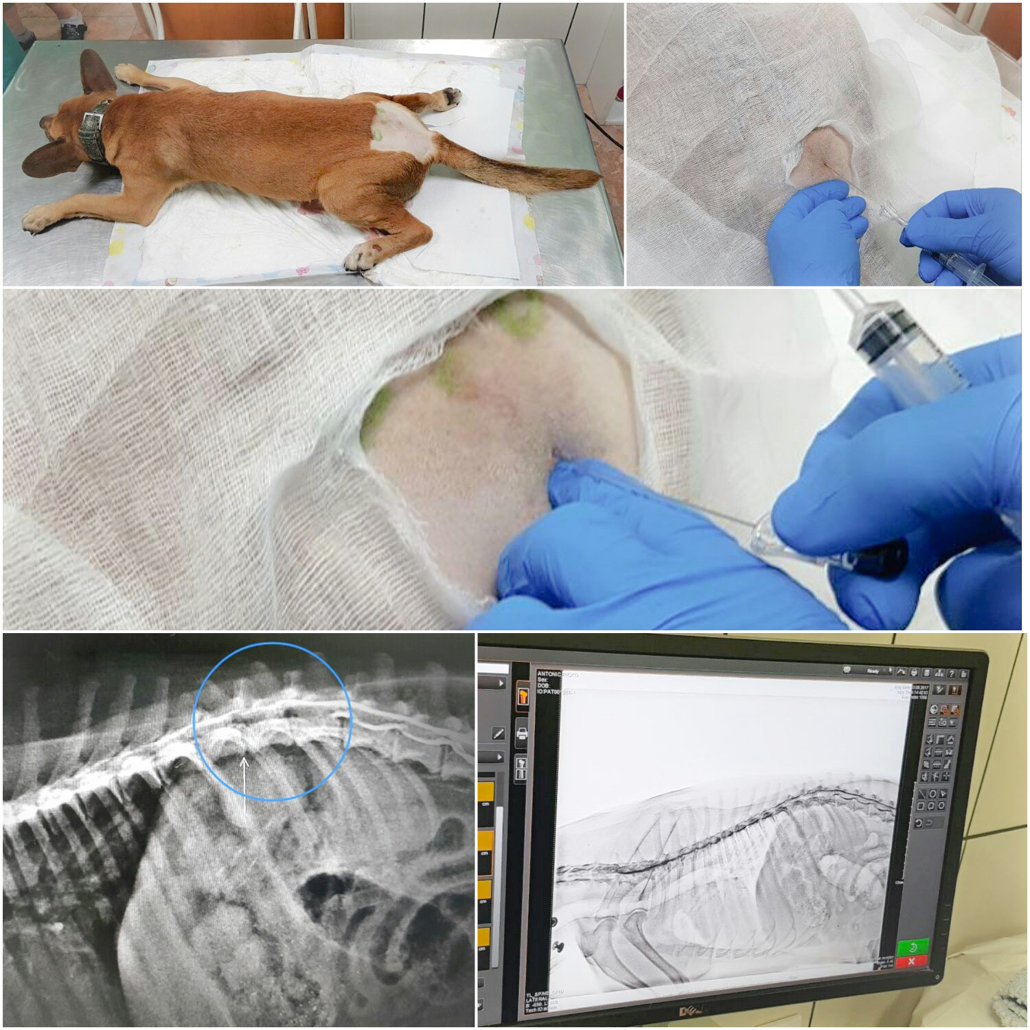 Diskus hernija - protruzija diska pasa ~ Panvet - moj veterinar