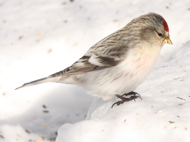 Ecobirder: Hoary Redpoll