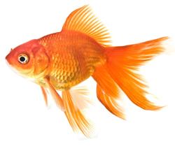 Goldfish | FishandAqua
