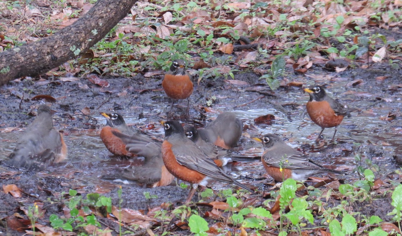 Bob's Gone Birding: Birds Playing in Pools