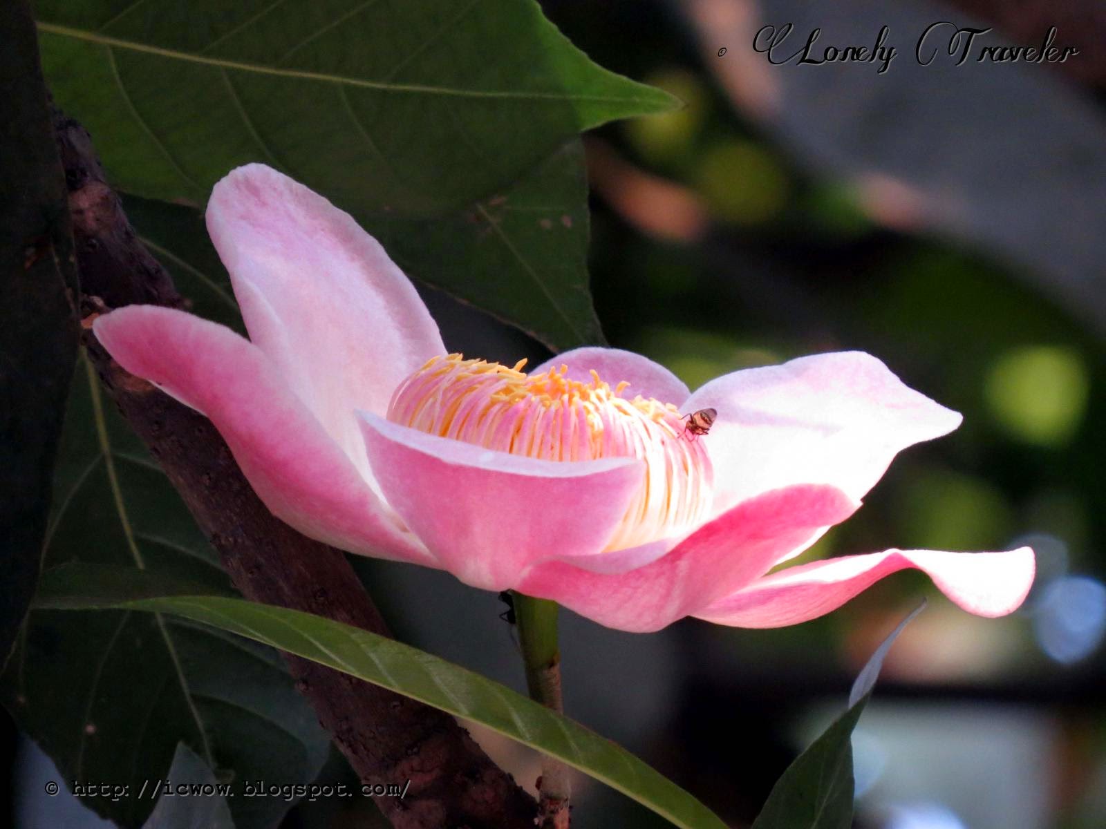 Majestic Heaven Lotus - Gustavia augusta