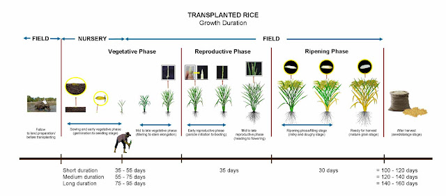 Nature and Farming: Rice Matter: How to develop a crop calendar