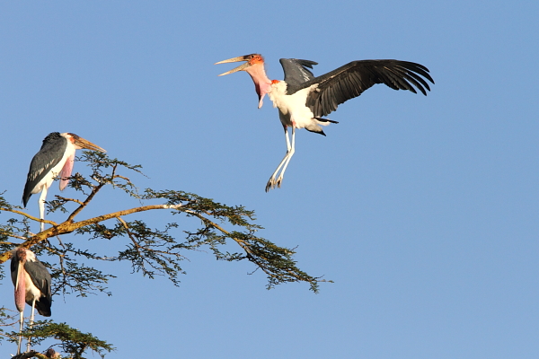 Rockjumper - Worldwide Birding Adventures: The Storks of Africa by Adam ...