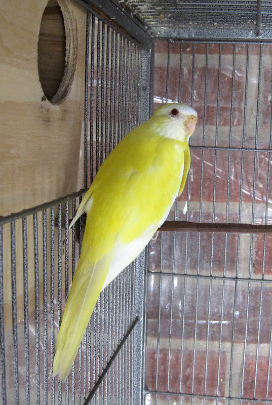 Happy Bird Place Finch and Grasskeet Blog: A Profile of Scarlet Chested ...