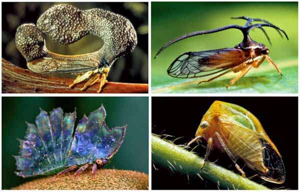 Treehopper Insects With Unique and Bizarre Head | Luxyana