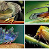 Treehopper Insects With Unique and Bizarre Head | Luxyana