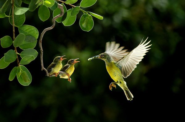 Photography Moments: Amazing Birds Photography