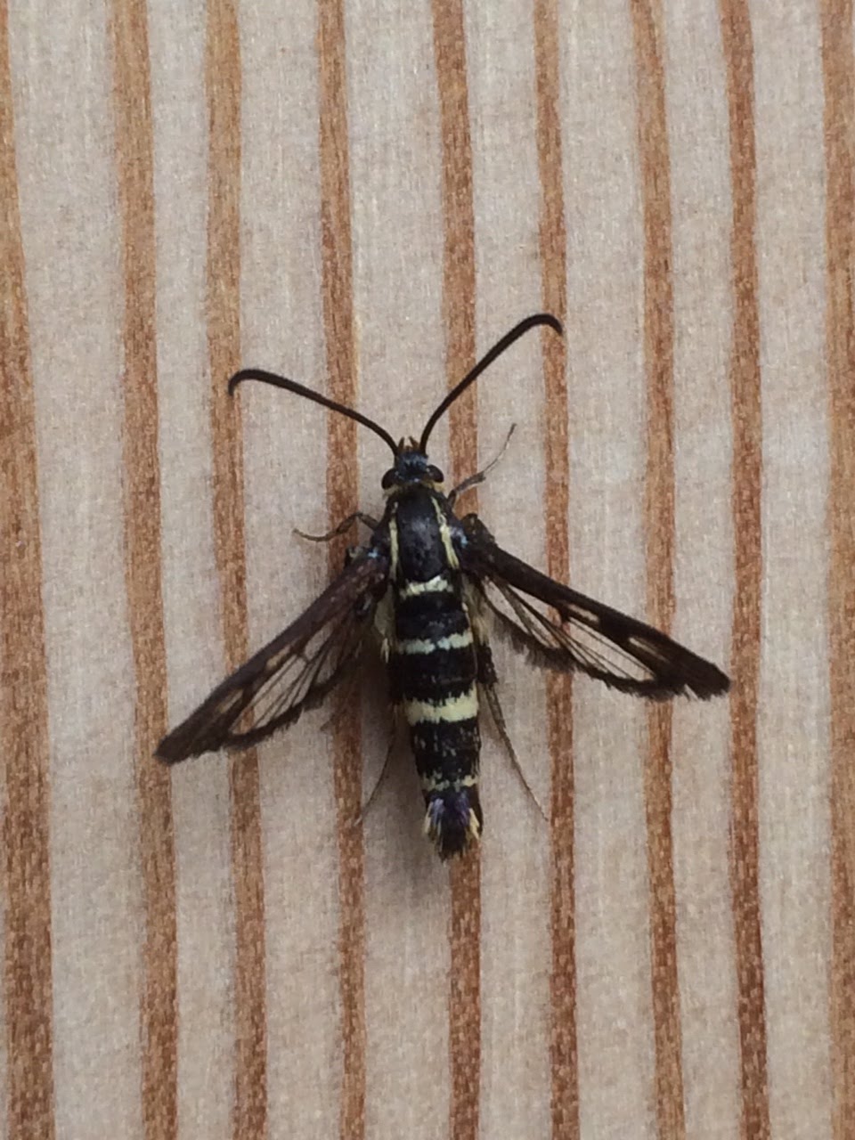 Interesting Insects: Peach borer moth yellow jacket mimic