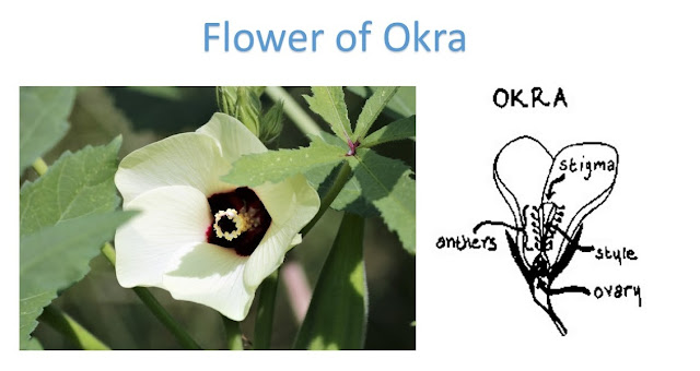 Floral Morphology of Vegetables ~ A2Z Veg-Science