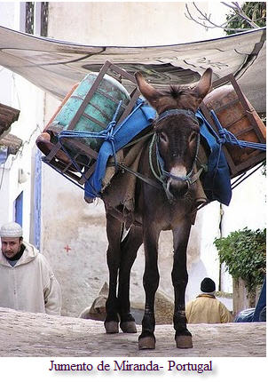 JUMENTOS : HISTÓRIA E ORIGEM