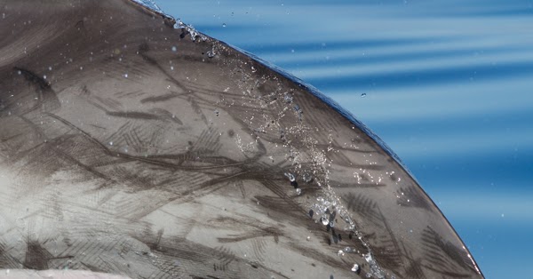 Dolphin Biology and Conservation: Tooth rake marks
