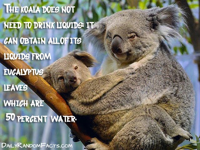 20 Awesome animal facts you might not know (part 2) | Amazing Creatures