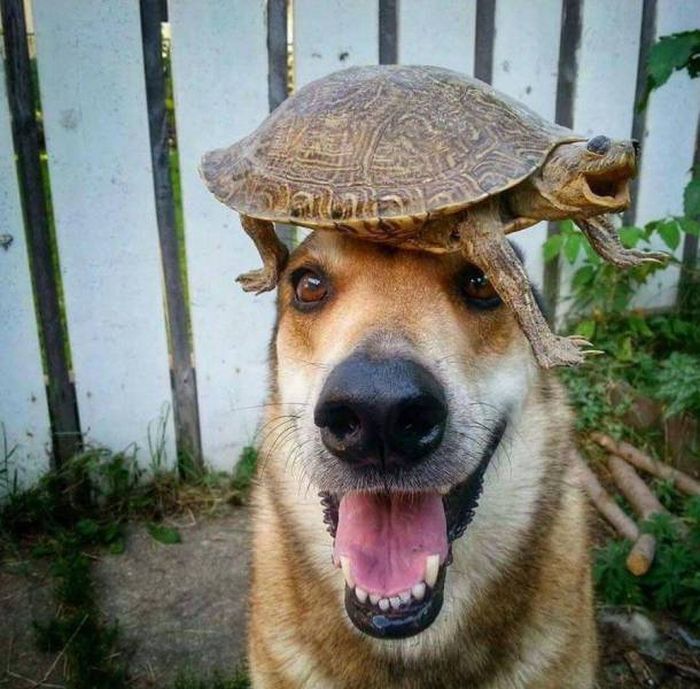 Funny Free Pics: Awesome Pictures With Interesting Situations