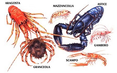 Infinite forme: I crostacei