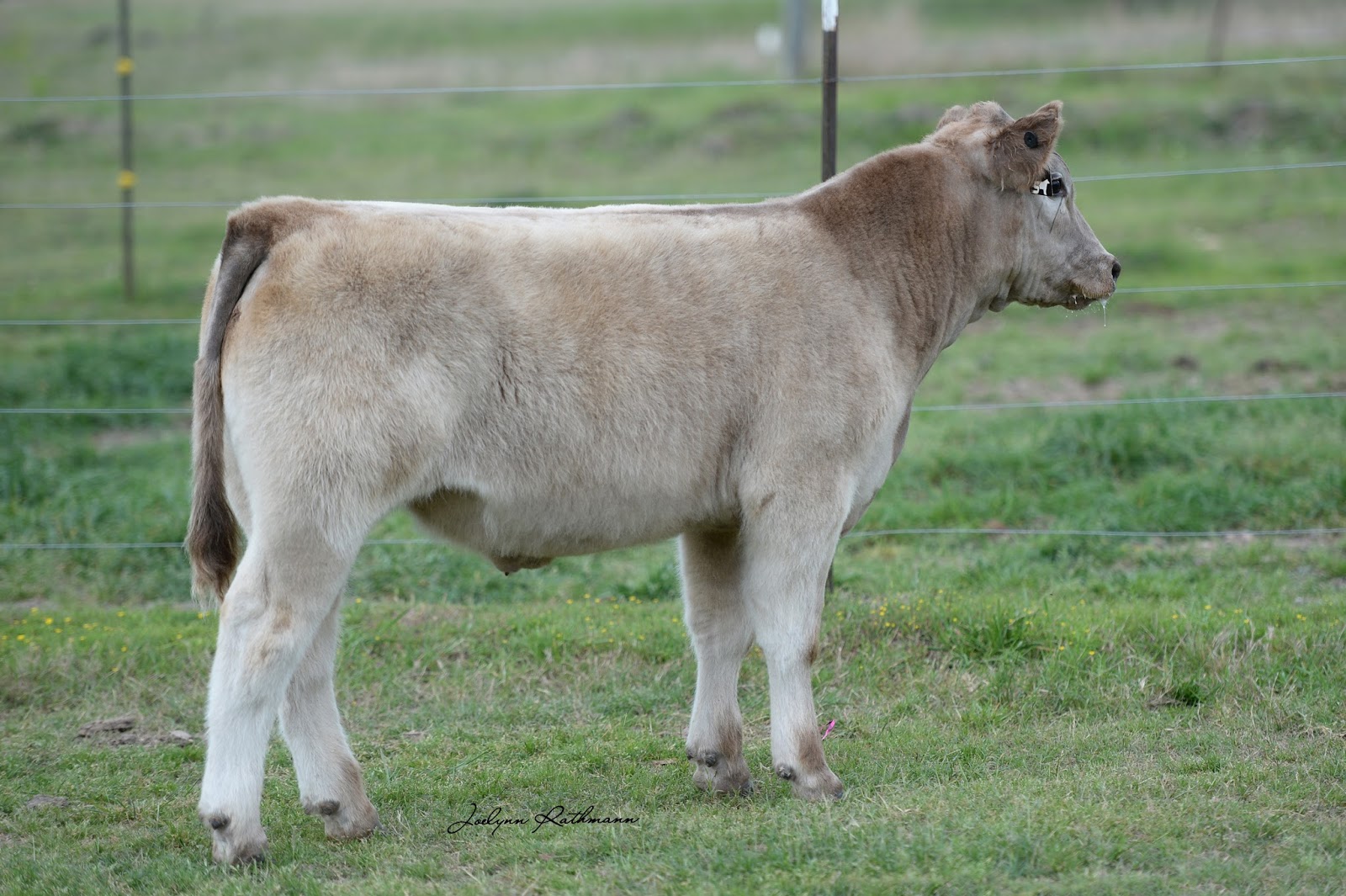 Skinner Cattle Co: Cattle For Sale