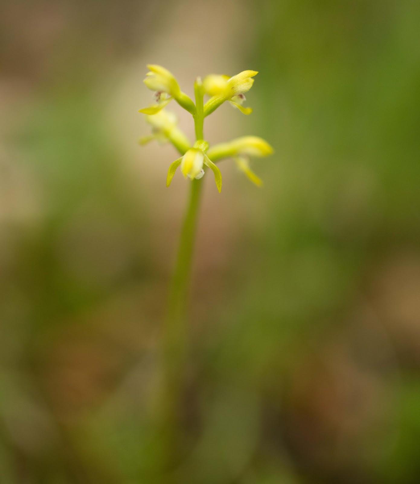 Austin's Birding Blog: 16/05/2018 Gosforth Park Nature Reserve ...